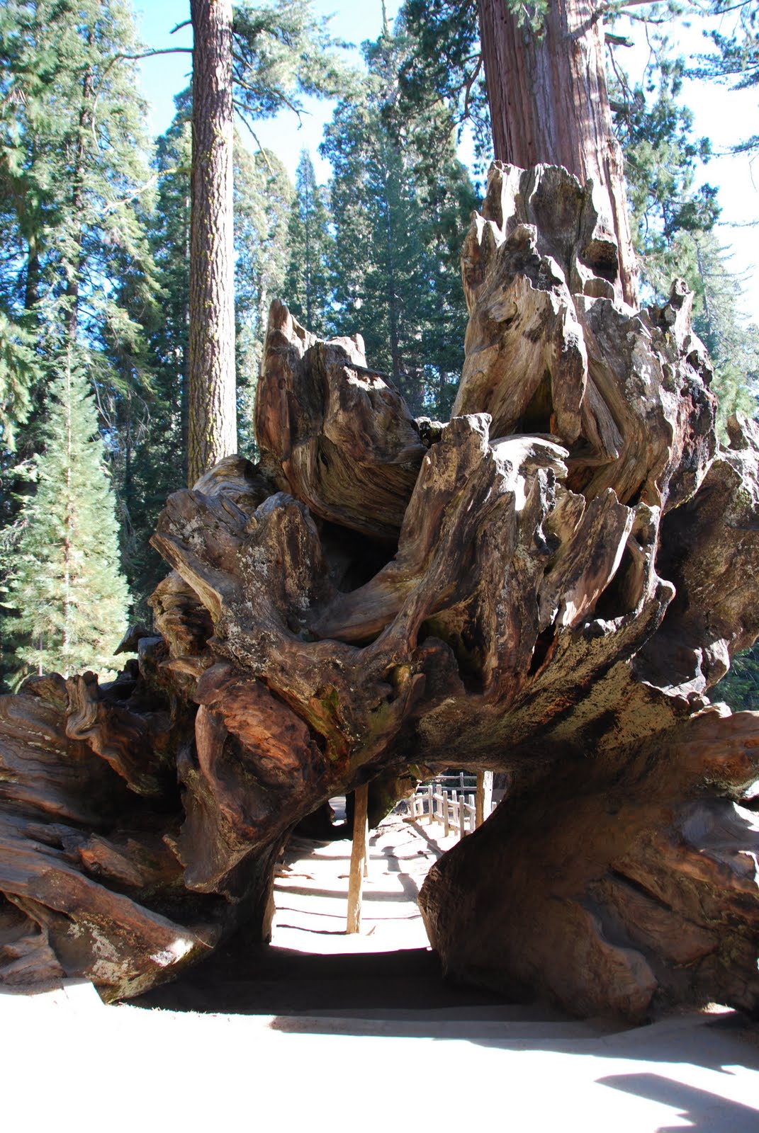 Tendency To Wander: Sequoia & Kings Canyon National Parks