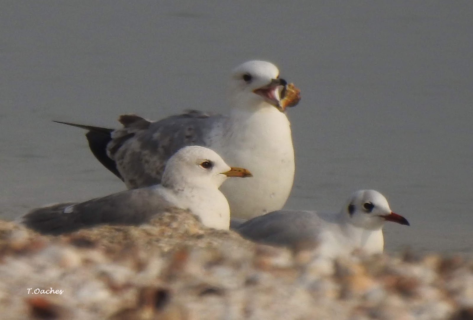 PASARI DIN ROMANIA: PESCARUS SUR, Larus canus