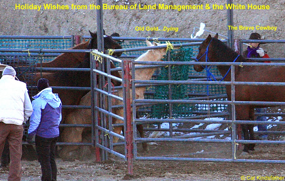 Save the Mustangs: Photos of BLM Roundups