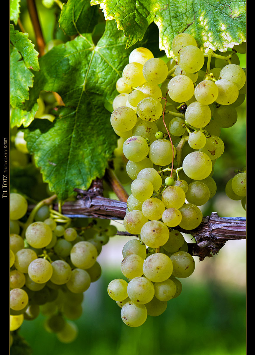 Th.Totz-Photography: Weintrauben fotografieren