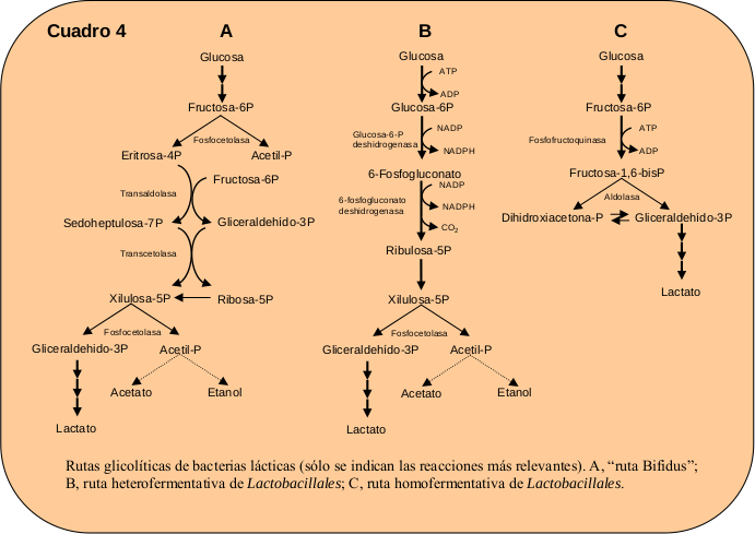 Bacterias Actuaciencia: Aldolasa, la fructosemia y la importancia de ...
