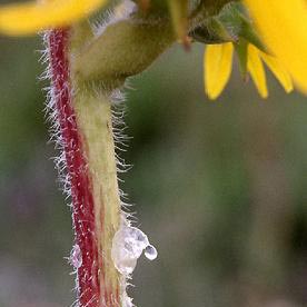 Aprendendo Croata: BILJKE - PLANTAS