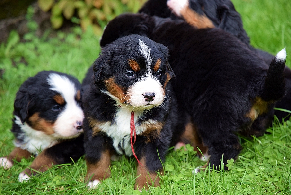 BERNER SENNENHUND WELPEN - einfach zum Liebhaben | DIY und Deko Blog ...