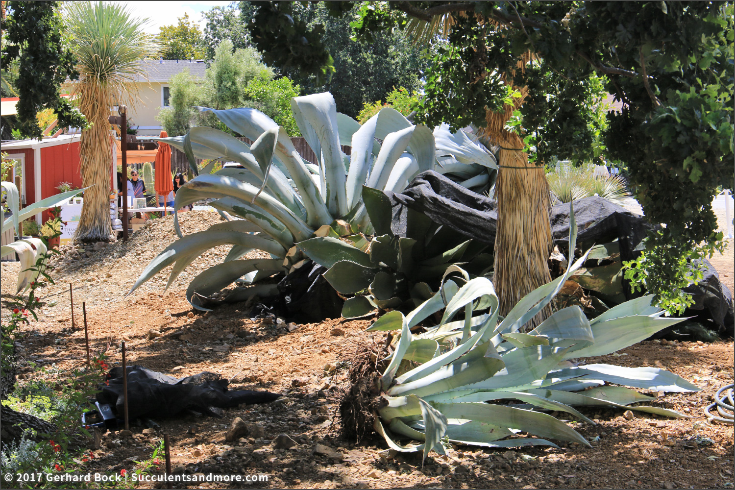 Big changes at the Ruth Bancroft Garden