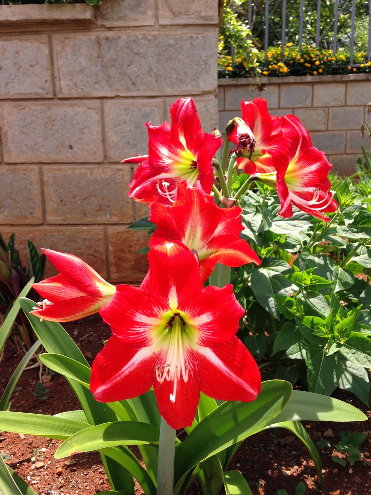 Kilemba in Kenya - A Palliative Medicine Doctor's Story