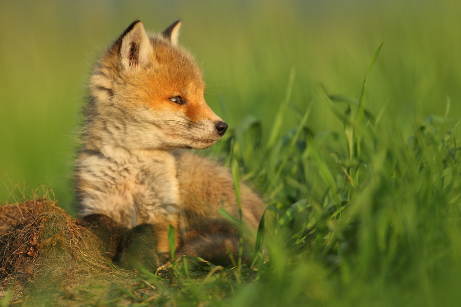 Szepty natury: Tam gdzie lis mówi dobranoc