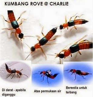 Semut Charlie - ERAZ FADLI