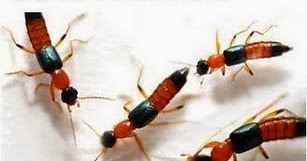 Semut Charlie - ERAZ FADLI