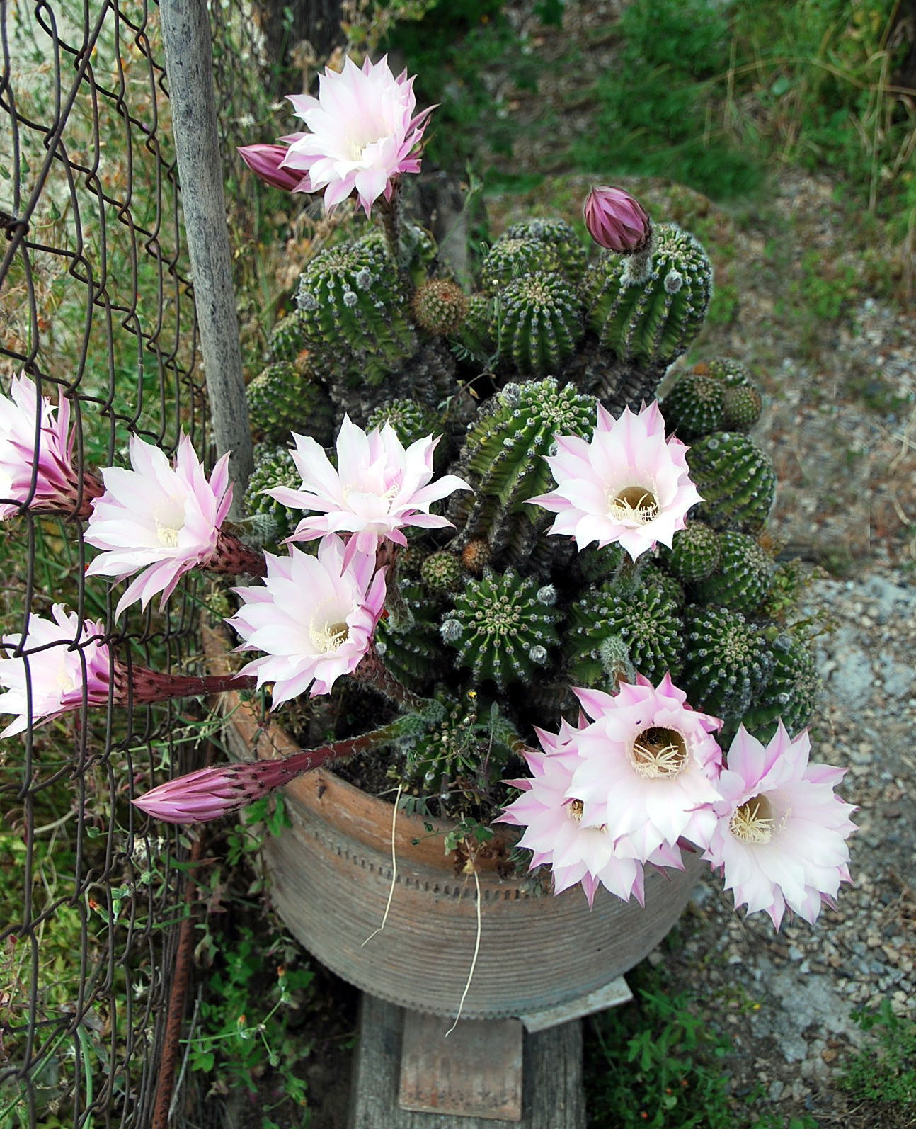 Fotos de flores: CACTUS CON FLORES