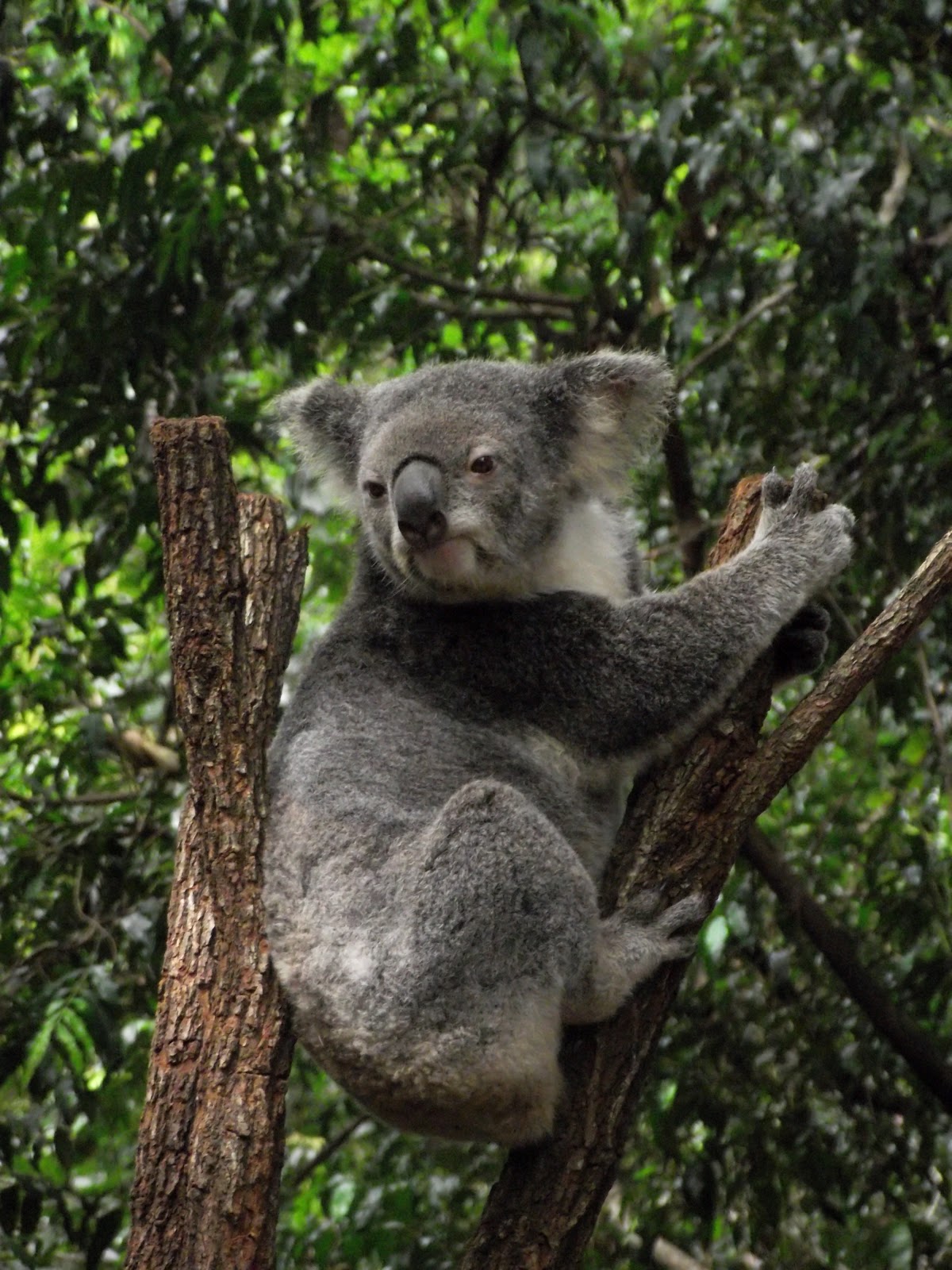 Ma vie au pays des koalas: Lone Pine Koala Sanctuary