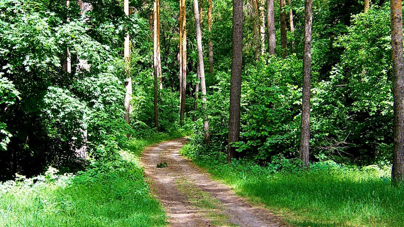 Free HD Images (FIFCU Purchased): 13 Images of Forest Way