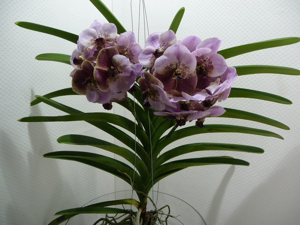 Grow and care Vanda sanderiana orchid - Sanders Vanda - Waling-Waling ...