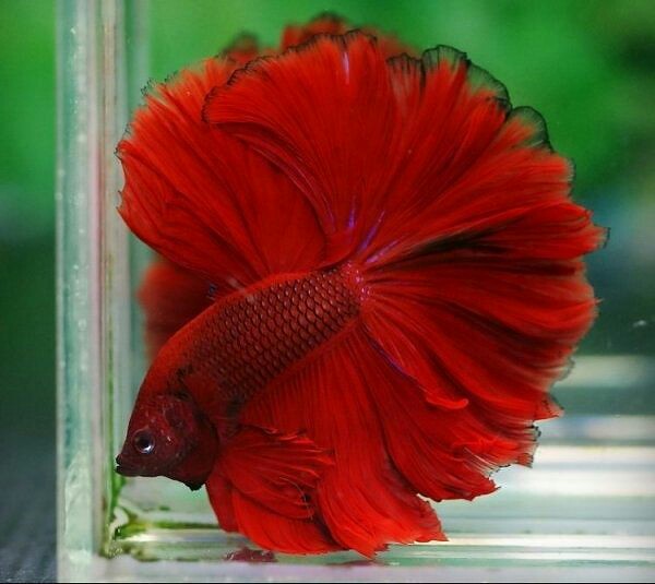 Beautiful red fish