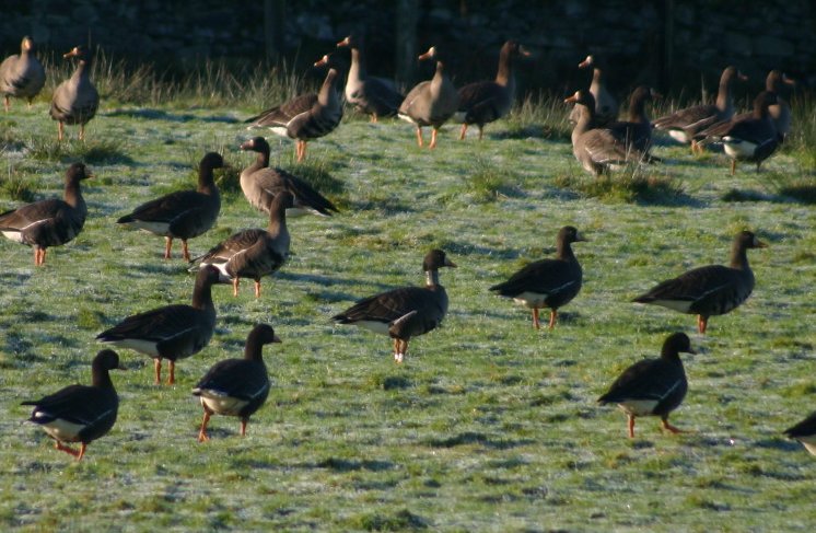 Islay Natural History Trust: Catching geese