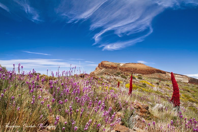 EL RINCÓN FOTOGRÁFICO DE FRANCISCO CURBELO: TAJINASTE ROJO EN FLOR. LAS ...