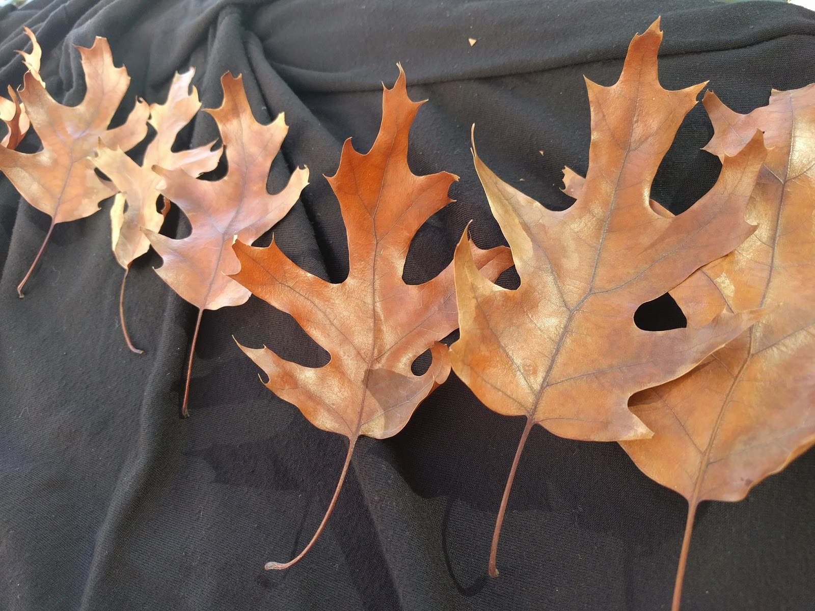 Leaves, Sticks, and Acorn Tops