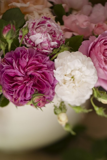 In Good Taste: Italian Rose Garden