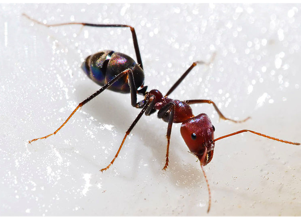 Jenis hewan yang dapat memprediksi hujan | Seputar Info Menarik