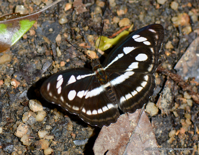 The Forested Path (and Beyond): BUTTERFLIES of RAUB: The Malay Staff ...