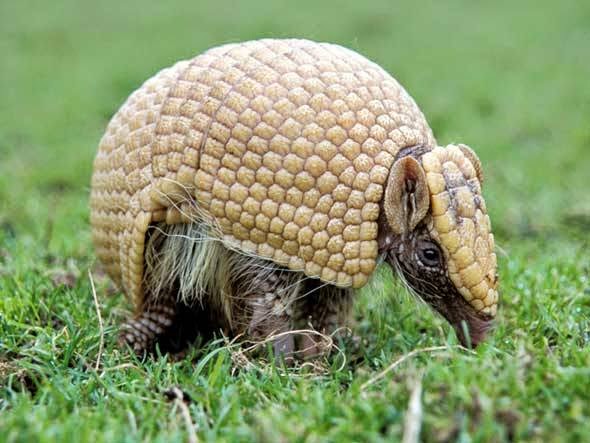 Cantinho Mágico.com: Copa do Mundo 2014 (Tatu-bola)