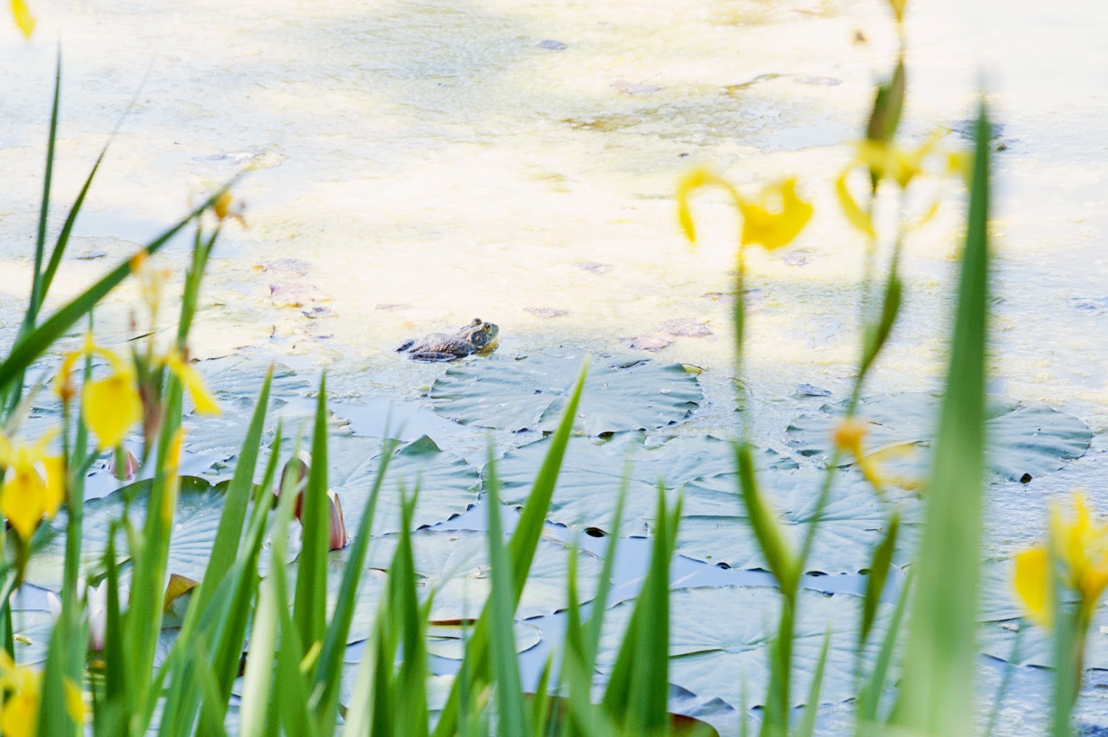 Maura Jane Photography: The Montoya Family | A Fairy Tale Day at the Lake