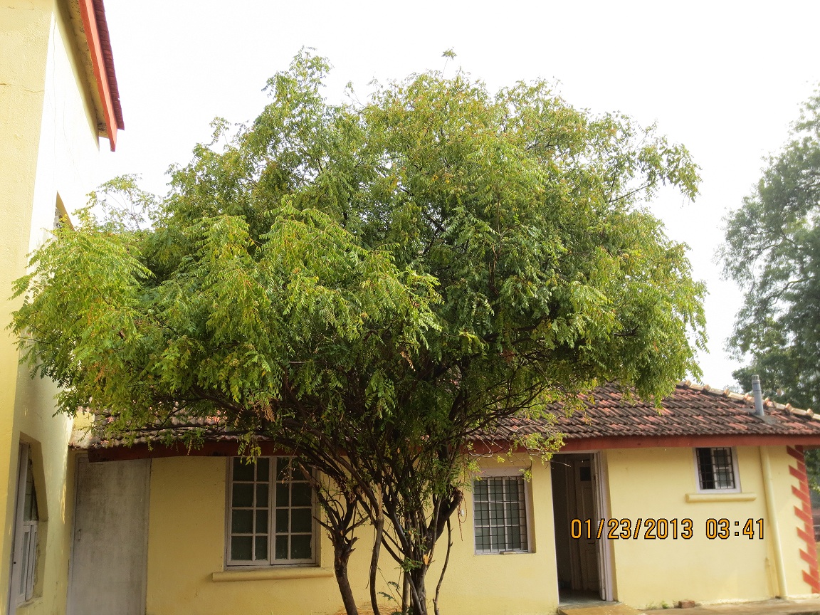 The Indian Church's mission at Makodia: Have you seen a Kariveppila 'tree'?