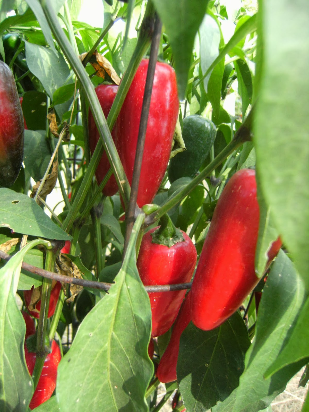 See the Beauty in the Ordinary: Jamming: Red Pepper Honey Jam