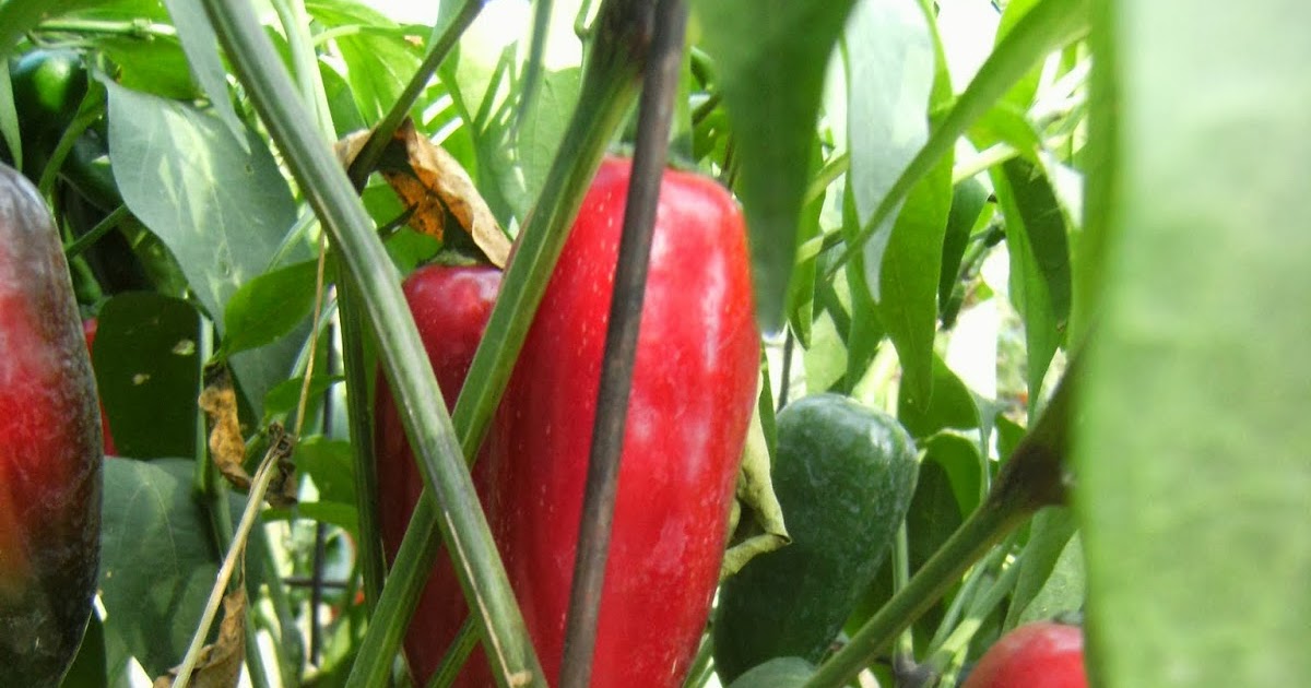 See the Beauty in the Ordinary: Jamming: Red Pepper Honey Jam