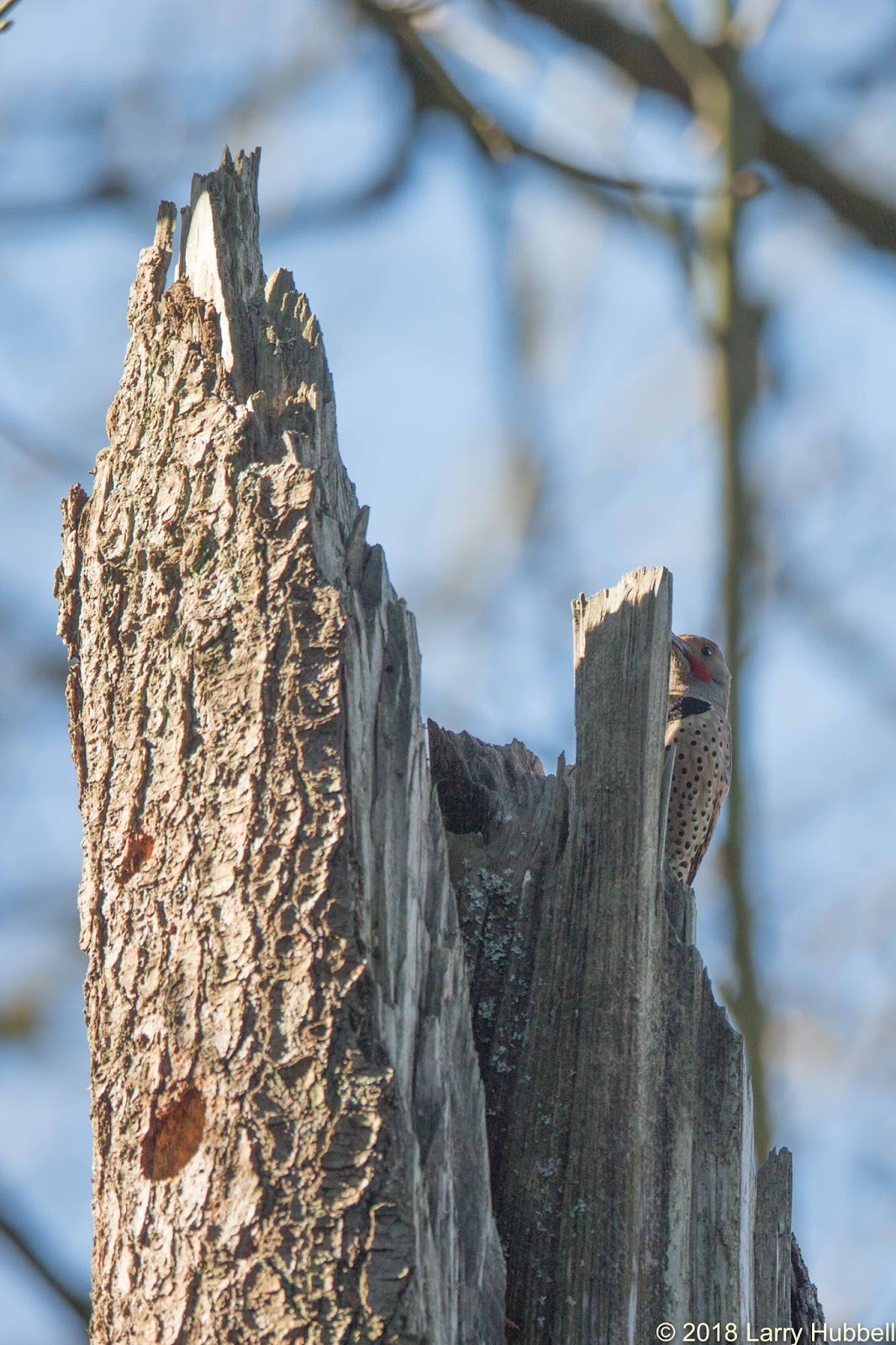 Laurelhurst Blog: All About Flickers