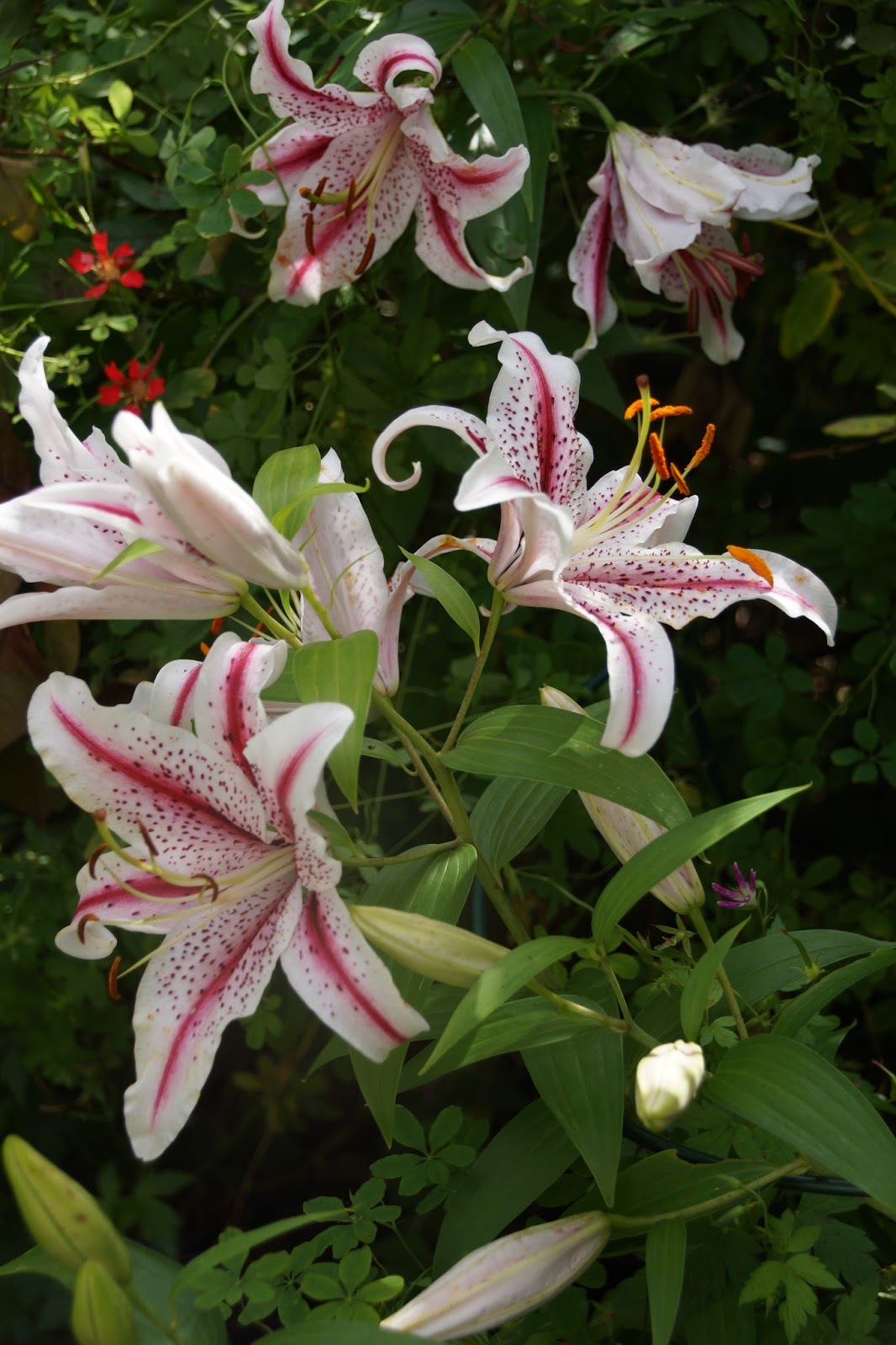 Villroses hage: Tid for liljer!