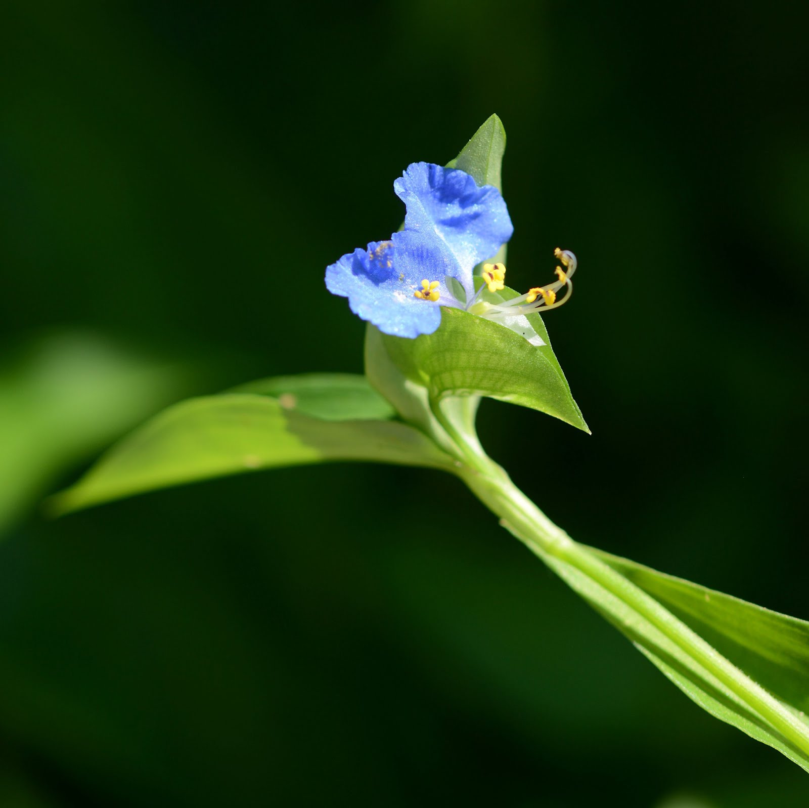 Indiana Plant A Day: Asiatic Dayflower