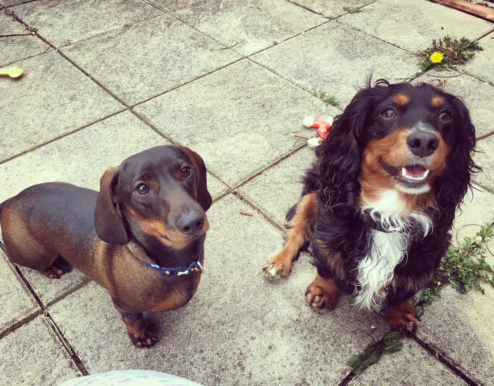 Worldly Wonders: Dashalier - 4 years old