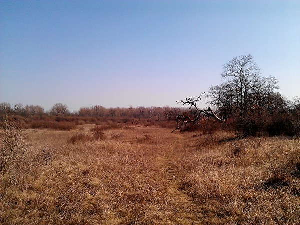 tito's world: Forest Steppe In The Middle Of Alluvial Forests