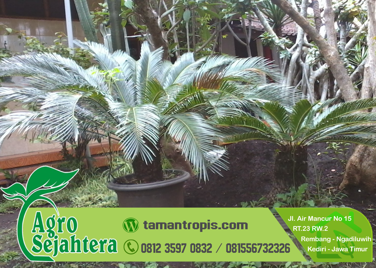 Pohon Sikas Termahal Palem Waregu, Tanaman Hias Jenis Palem Yang ...