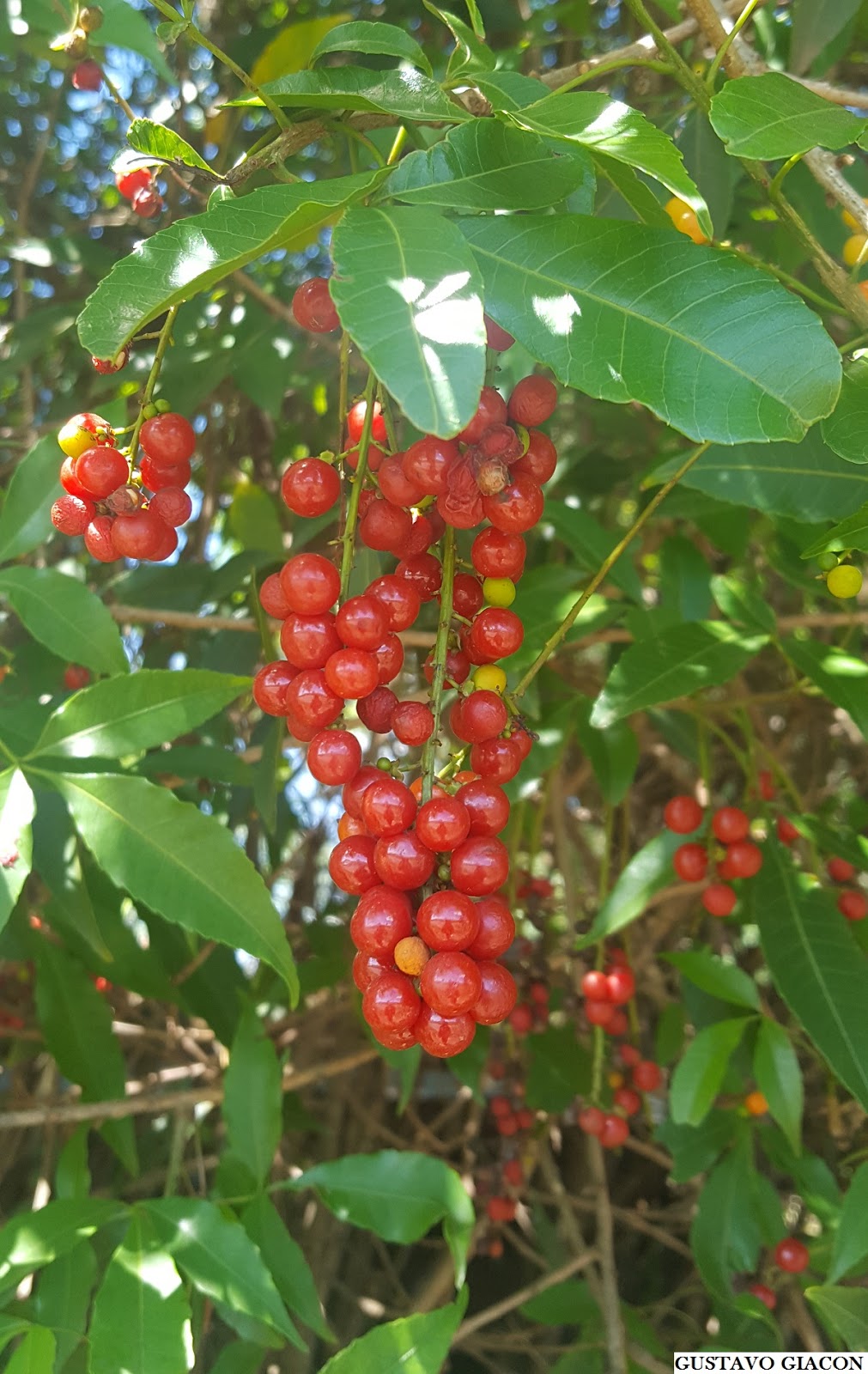 Viveiro Ciprest - Plantas Nativas e Exóticas: Chal-Chal ( Alophylus ...