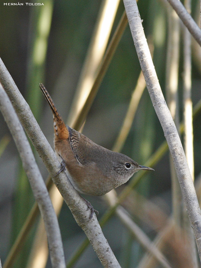 Aves Bonaerenses: Ratonera común (Troglodytes musculus)