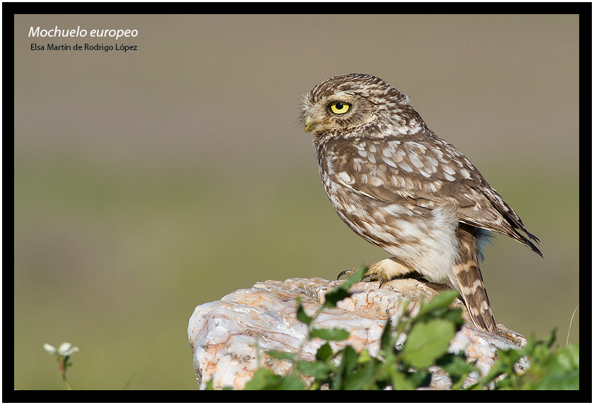 MANERAS DE MIRAR: Mochuelo europeo