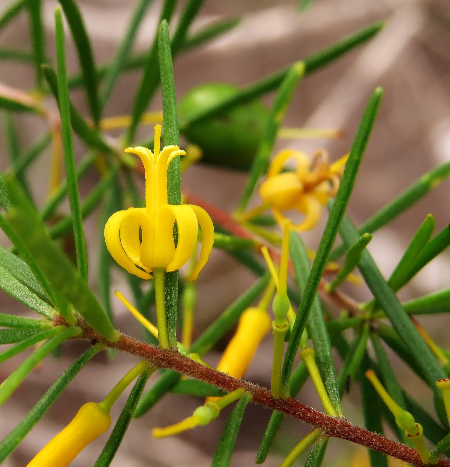 Bribie Island bursts into spring colour