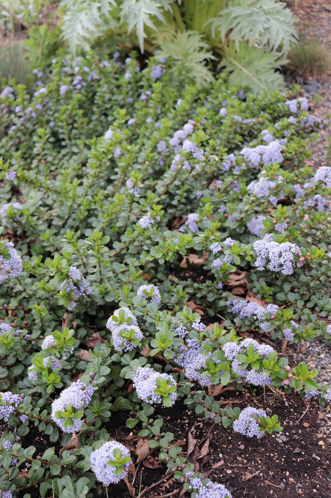 Ceanothus and Hebes at Chickadee Gardens