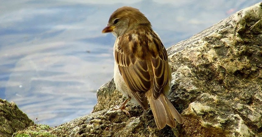 NATURA VIVA: PARDAL (FEMELLA)