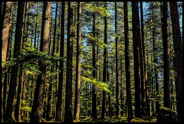 Manali Nature Park,Himachal pradesh,India | Travel life journeys