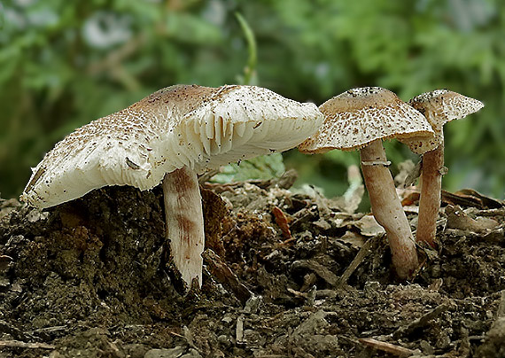 Lepiota helveola - Alchetron, The Free Social Encyclopedia