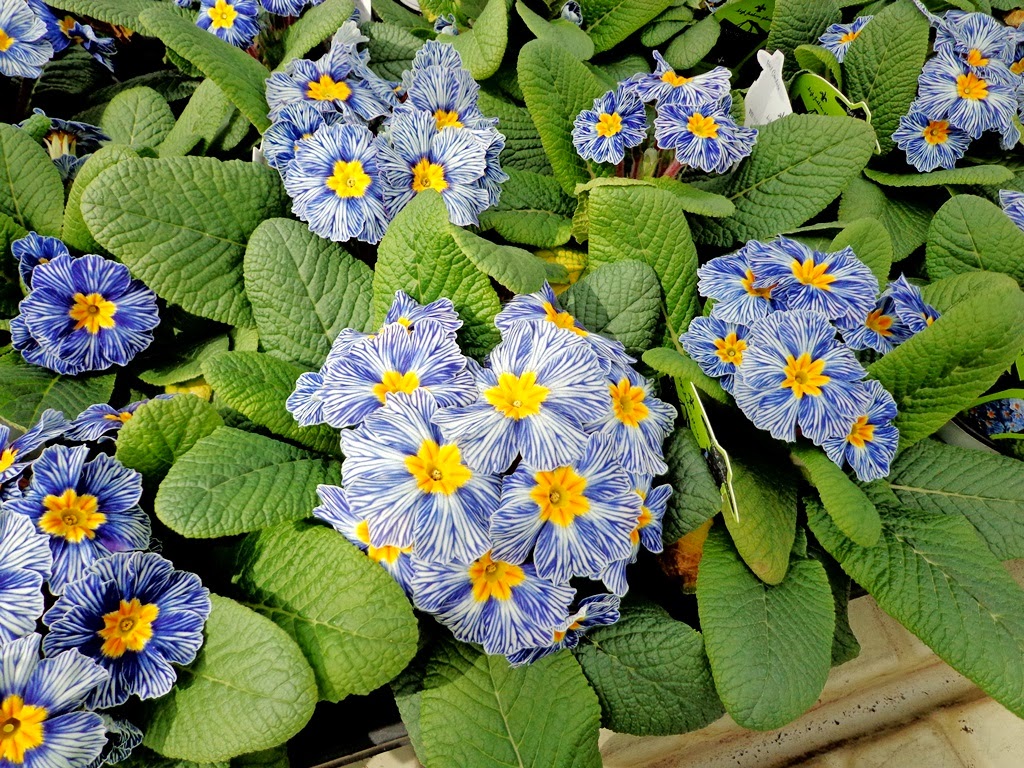 Prairiebreak: Solstice solace: Blue Zebra primrose