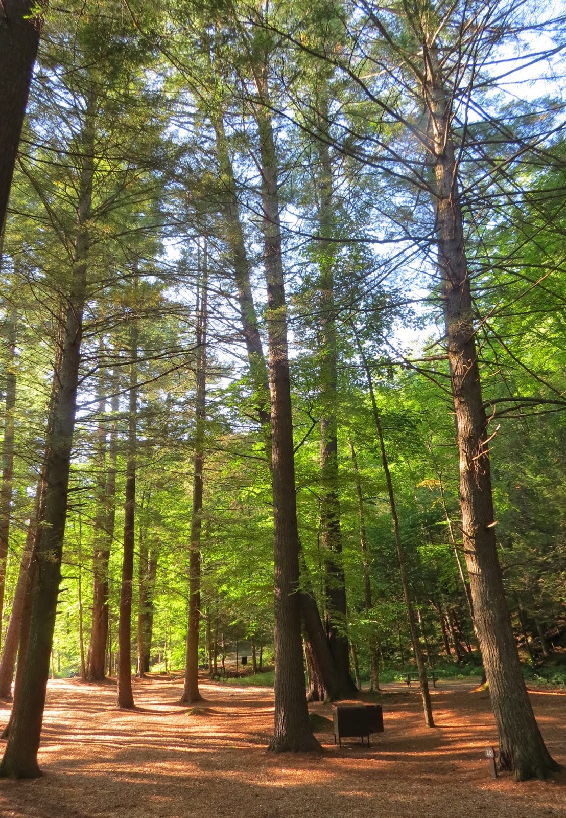 Where's Liz? 2014: Mohawk Trail State Forest