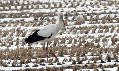 Mystic Korea: Korean Flora and Fauna