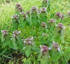 The Herb Hound: PURPLE DEADNETTLE/RED HENBIT