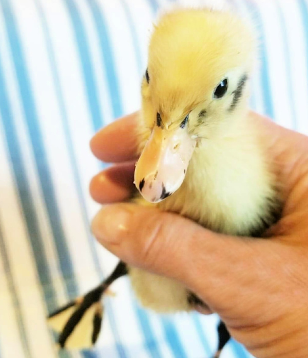 Ten Things you Need to Know about Raising Ducks - Fresh Eggs Daily ...