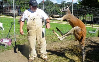 Four legged friends (and enemies): Weird 'service' animals show up in ...