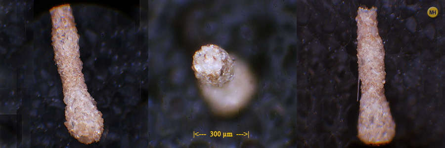 Variety of Life: May 2016