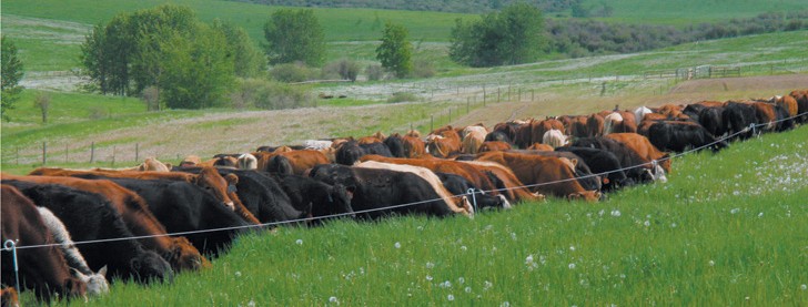 Temperate Climate Permaculture: Mob Grazing on the Farm and on the ...